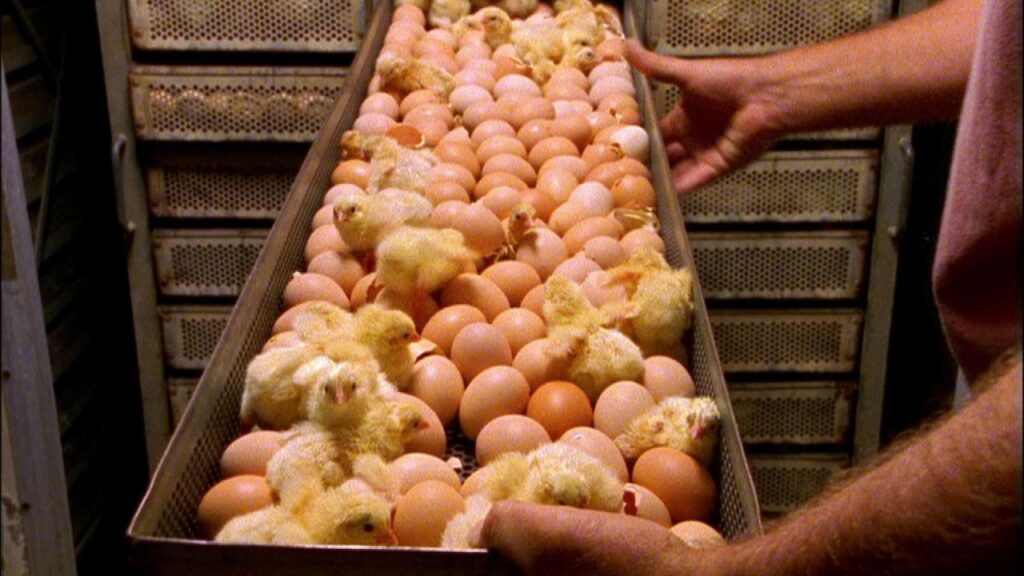 Quality Roasting Inc Feeding Cows & Humans | I'm Good Business